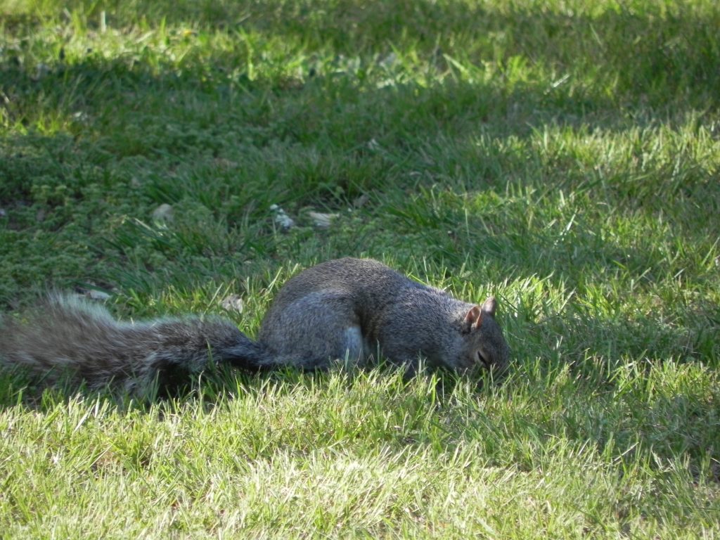 Squirrel-Sleep-1024×768 | Weer'd World