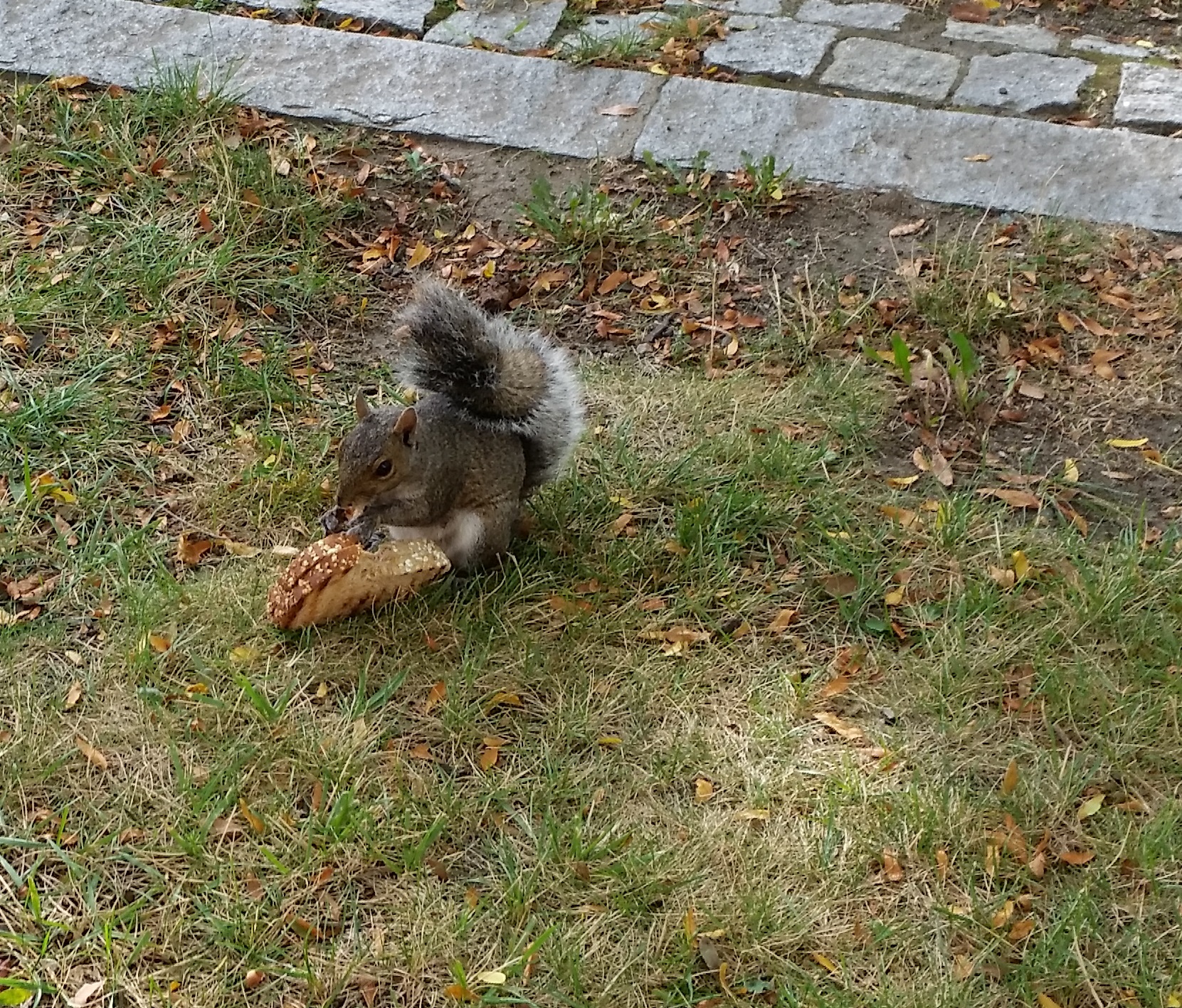 Squirrel Burger In Paradise! | Weer'd World